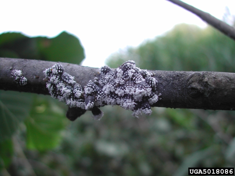 woolly alder aphid (Prociphilus tessellatus (Fitch, 1851))