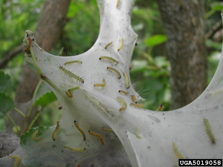 fall webworm (Hyphantria cunea (Drury, 1773))