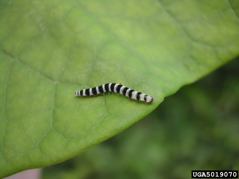 redbud leaffolder (Fascista cercerisella (Chambers))