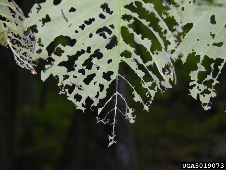 fall cankerworm (Alsophila pometaria (Harris))
