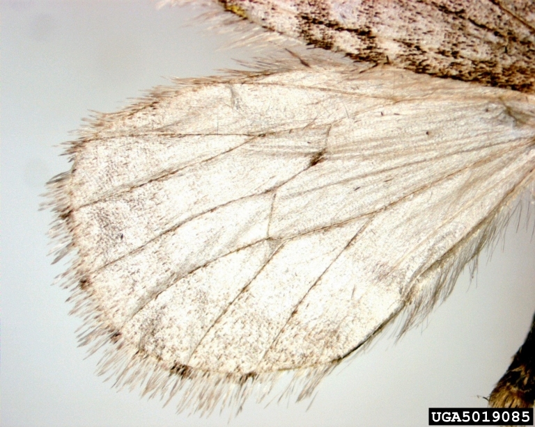 bruce spanworm (Operophtera bruceata (Hulst))