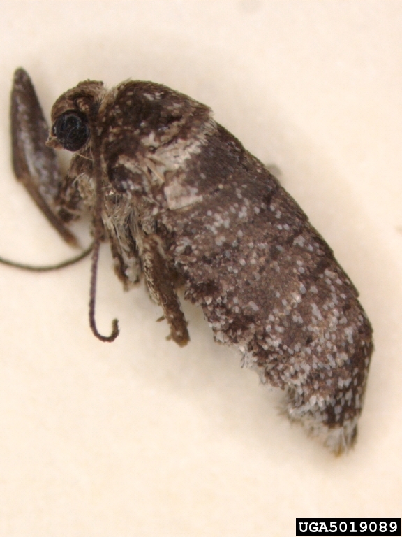 bruce spanworm (Operophtera bruceata (Hulst))