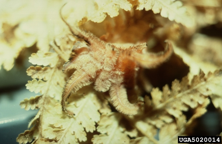 hag moth (Phobetron pithecium)