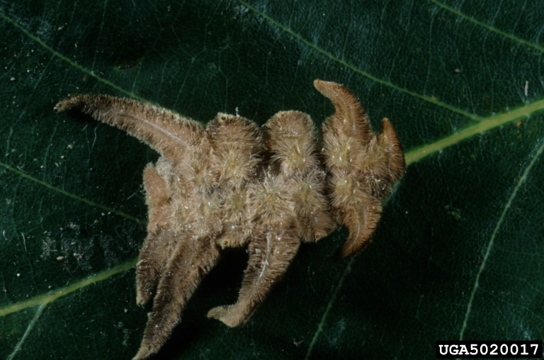 hag moth (Phobetron pithecium (J.E. Smith))