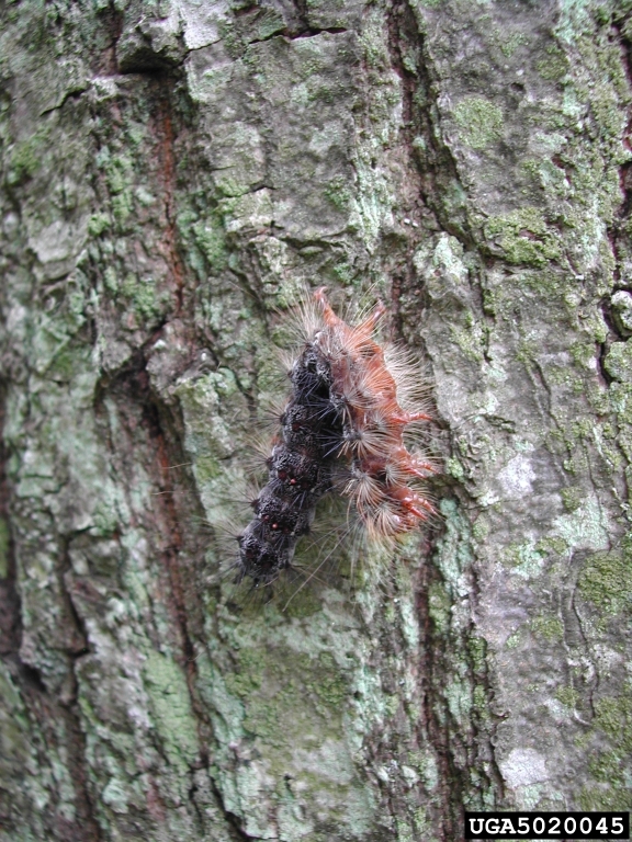spongy moth (formerly gypsy moth) (Lymantria dispar (Linnaeus))