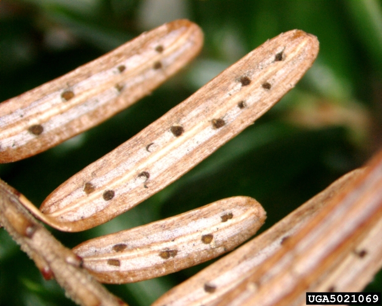 needle blight of hemlock (Fabrella tsugae (Farl.) Kirschst.)