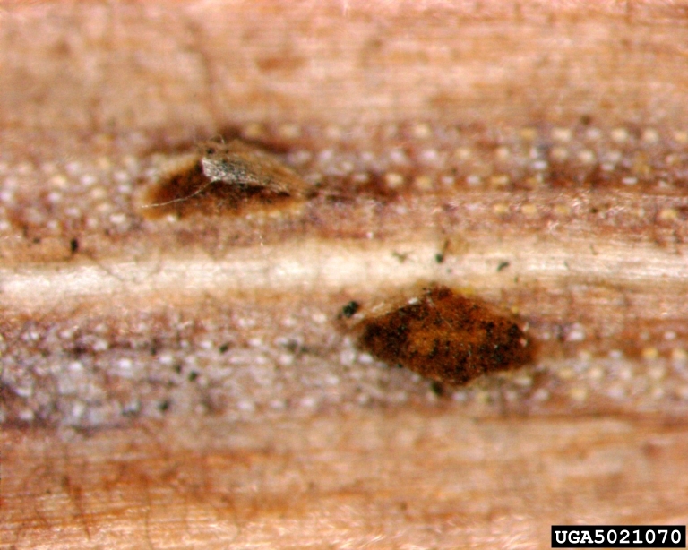 needle blight of hemlock (Fabrella tsugae (Farl.) Kirschst.)