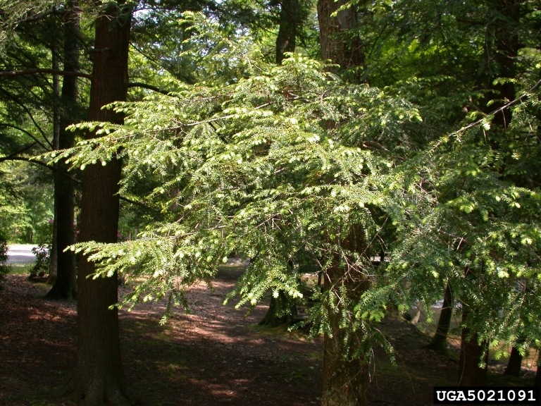 eastern hemlock (Tsuga canadensis (L.) Carr.)