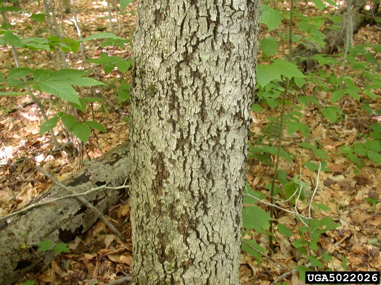beech bark disease (Neonectria coccinea (Pers.) Rossman & Samuels)