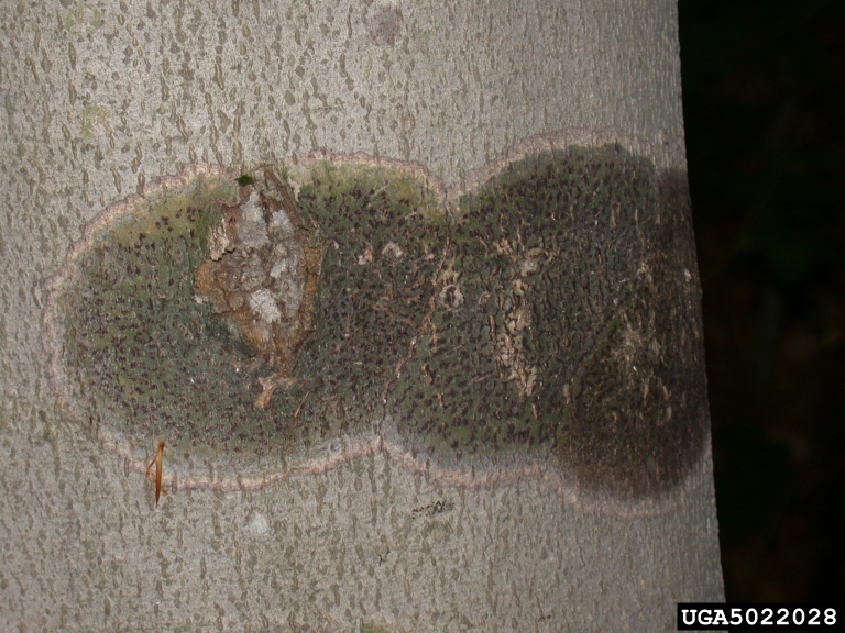 beech bark disease (Neonectria coccinea (Pers.) Rossman & Samuels)
