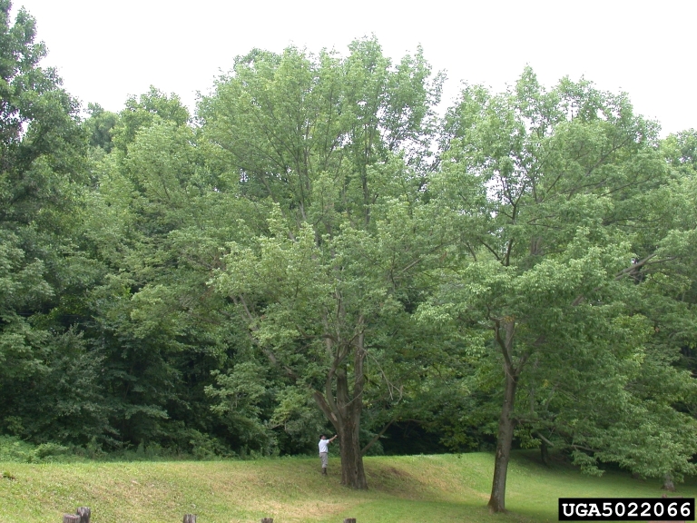 ash (Genus Fraxinus)