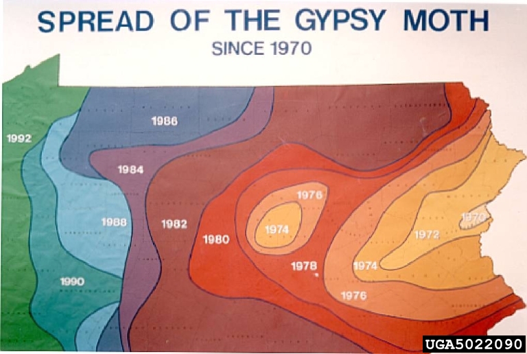 spongy moth (formerly gypsy moth) (Lymantria dispar (Linnaeus))
