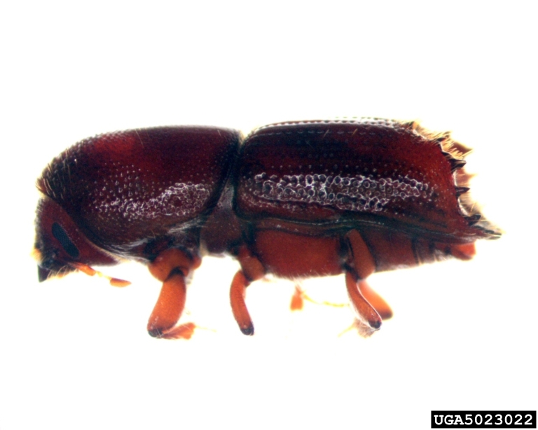 sixspined ips (Ips calligraphus)