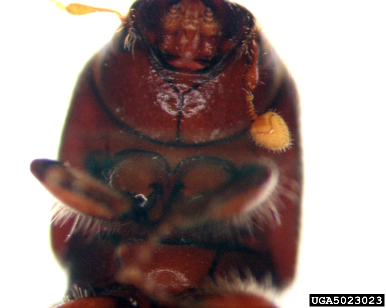 sixspined ips (Ips calligraphus (Germar, 1824))