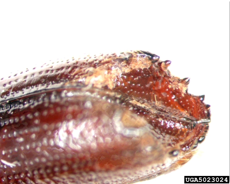 sixspined ips (Ips calligraphus)