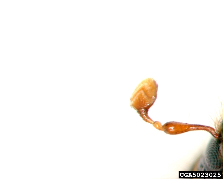 sixspined ips (Ips calligraphus (Germar, 1824))