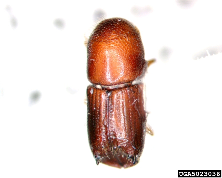 pine engraver (Ips pini (Say, 1826))