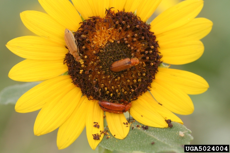 rust colored beetle (Epicauta ferruginea)