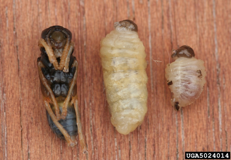European paper wasp (Polistes dominula)