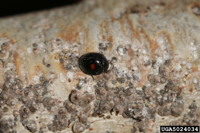 twicestabbed lady beetle (Chilocorus stigma (Say, 1835))