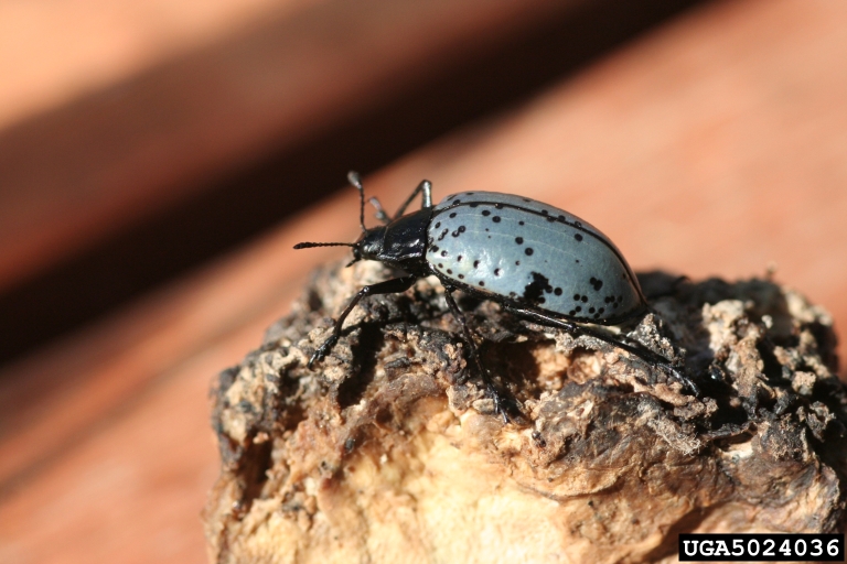 blue beetle (Gibbifer californicus (Lacordaire, 1842))