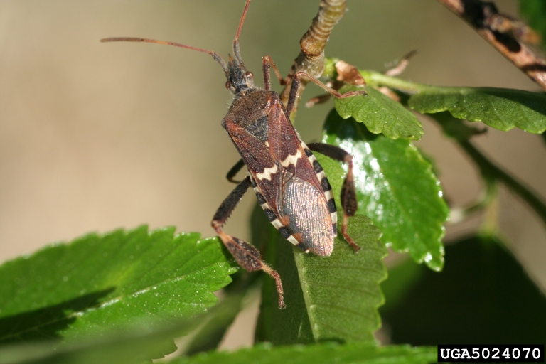 western leaf-footed bug (Leptoglossus clypealis Heidemann, 1910)