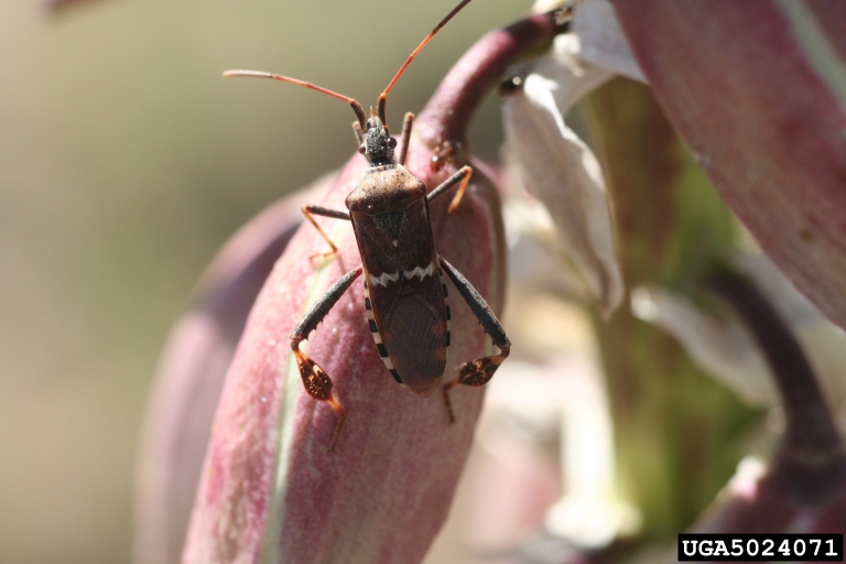 western leaf-footed bug (Leptoglossus clypealis Heidemann, 1910)