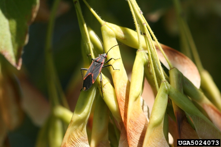boxelder bug (Boisea trivittata)