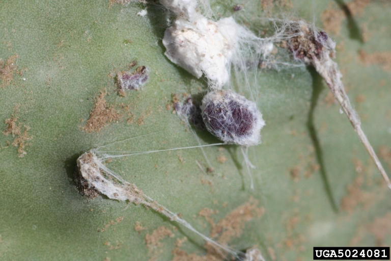 cochineal scale (Dactylopius confusus Cockerell)