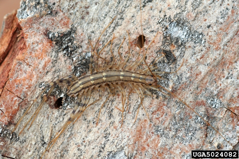 house centipede (Scutigera coleoptrata (Linnaeus))