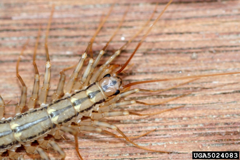 house centipede (Scutigera coleoptrata (Linnaeus))