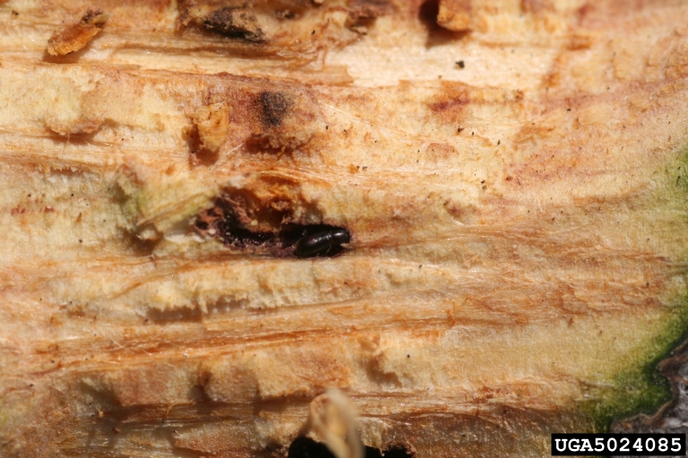 walnut twig beetle (Pityophthorus juglandis)