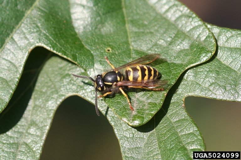 western yellowjacket (Vespula pensylvanica (Saussure))