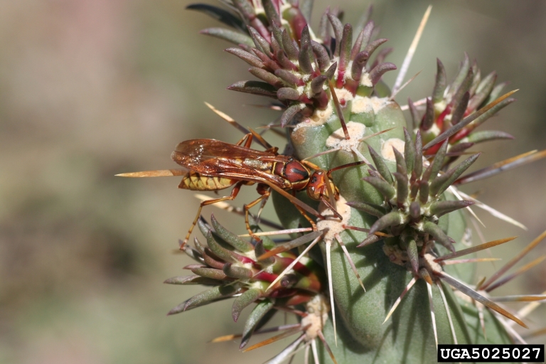 paper wasp (Polistes apachus Saussure)
