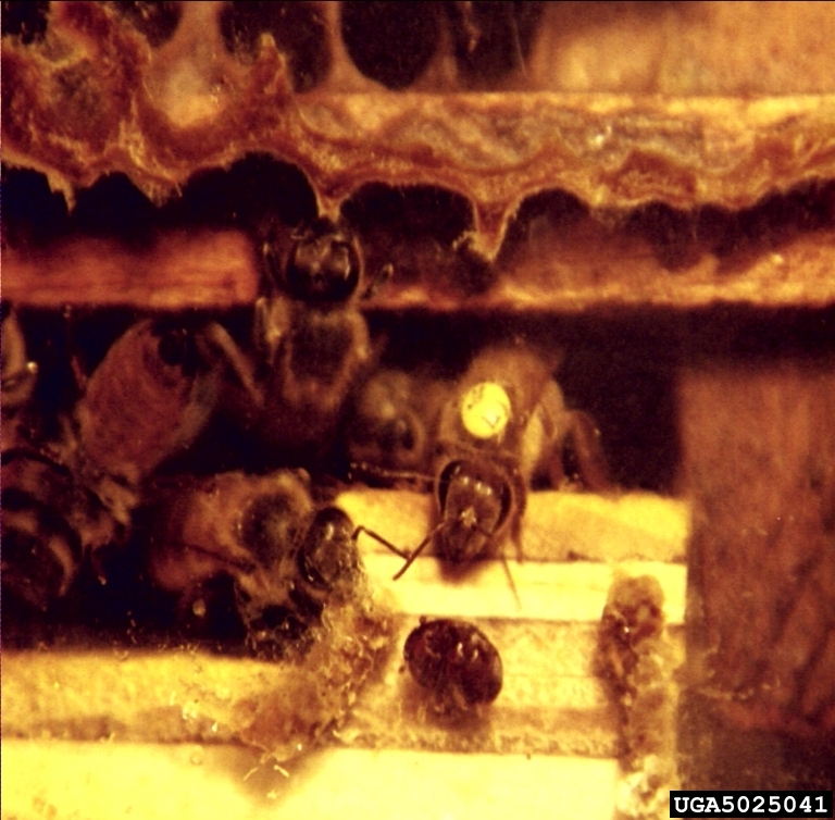 small hive beetle (Aethina tumida Murray, 1867)