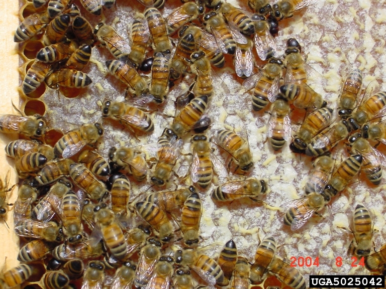 small hive beetle (Aethina tumida Murray, 1867)