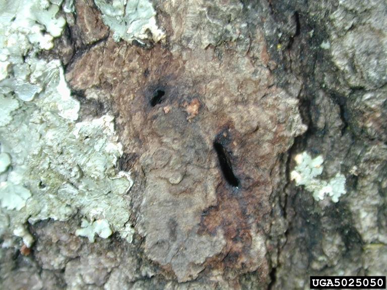 red oak borer (Enaphalodes rufulus)