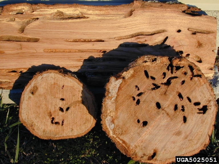 red oak borer (Enaphalodes rufulus (Haldeman, 1847))