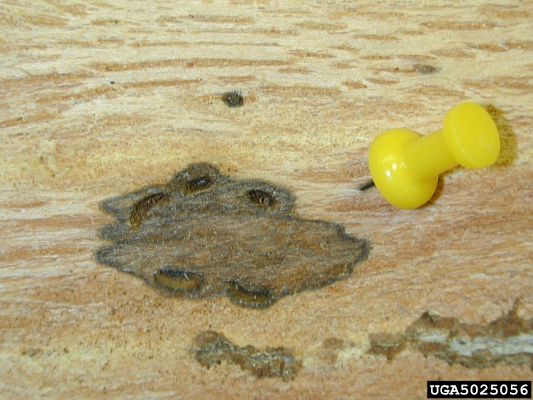 red oak borer (Enaphalodes rufulus (Haldeman, 1847))