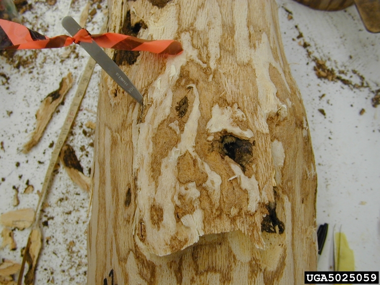 red oak borer (Enaphalodes rufulus (Haldeman, 1847))