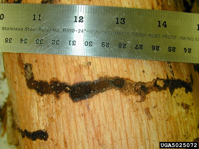 red oak borer (Enaphalodes rufulus)