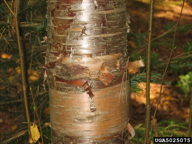 river birch (Betula nigra)