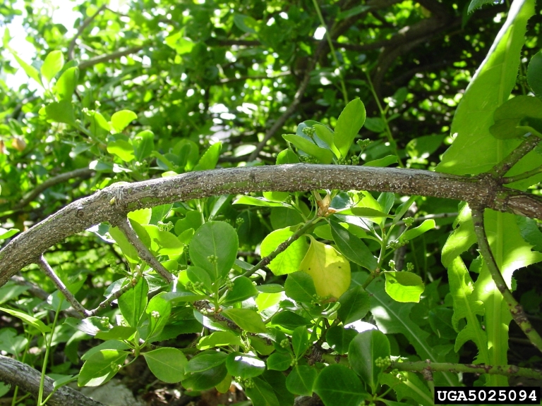 euonymus scale (Unaspis euonymi)