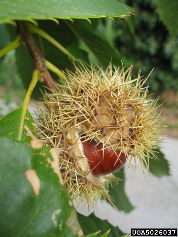 European chestnut (Castanea sativa P. Mill.)