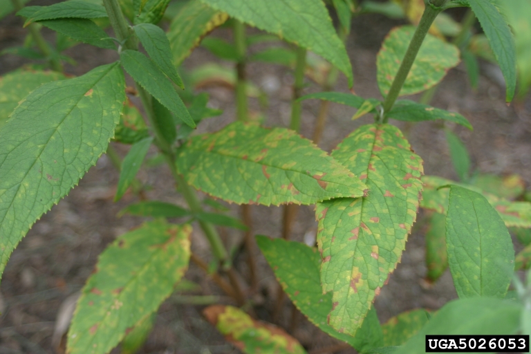 foliar nematodes (Genus Aphelenchoides Fischer, 1894)