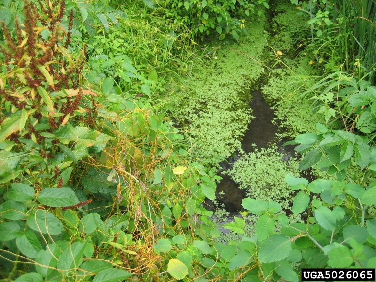 dodder (Genus Cuscuta L.)