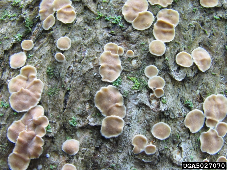 smooth patch of oak (Aleurodiscus oakesii)