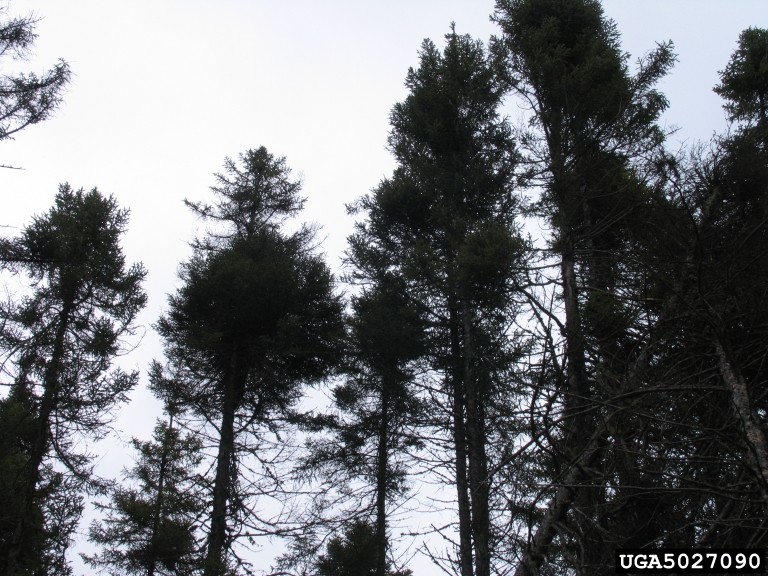 eastern dwarf mistletoe (Arceuthobium pusillum Peck)