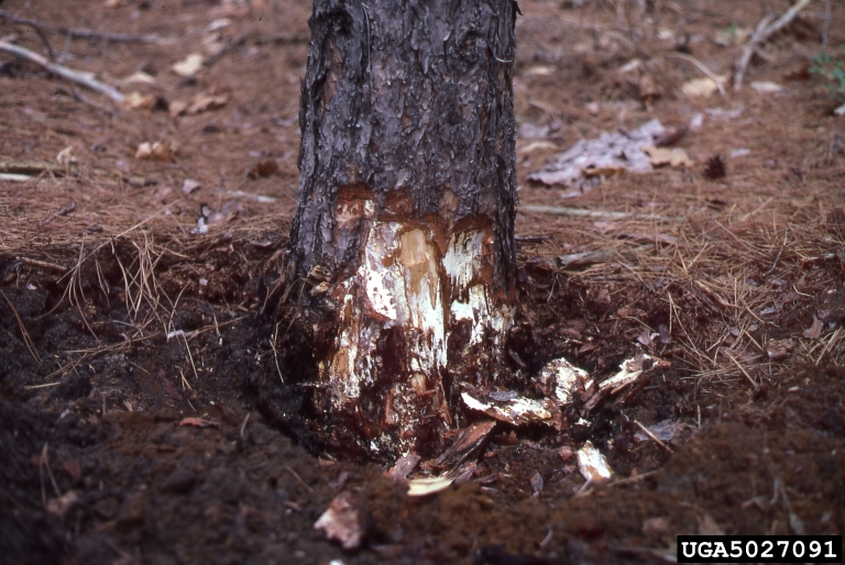 Armillaria root rots (Genus Armillaria (Fr.:Fr) Staude)