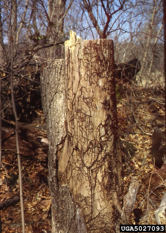 Armillaria root rot (Armillaria gallica)